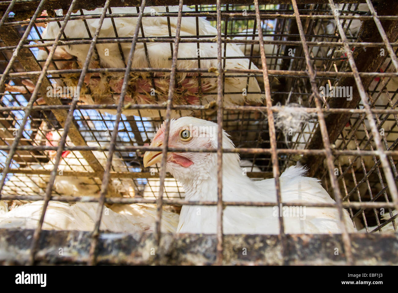 Chicken shop hi-res stock photography and images - Alamy