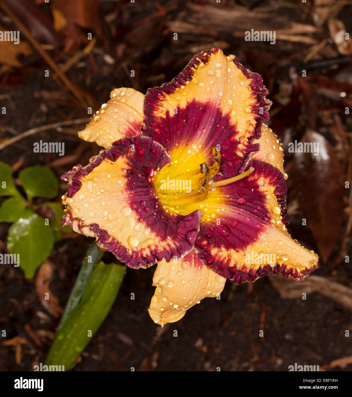 Frilled edge petals hi-res stock photography and images - Alamy