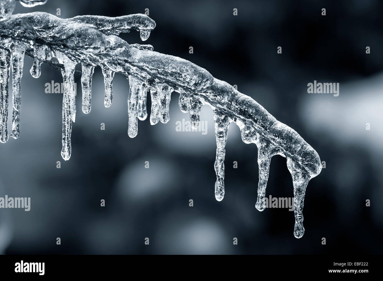 Long icicles hanging from ice covered frozen cedar tree branch in ...