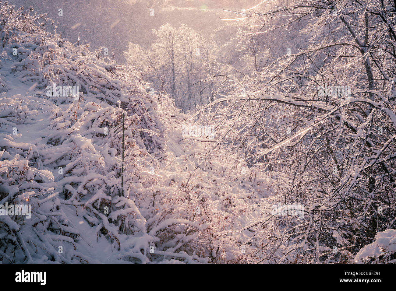 Ice covered trees in scenic snowy forest after winter snow storm ...