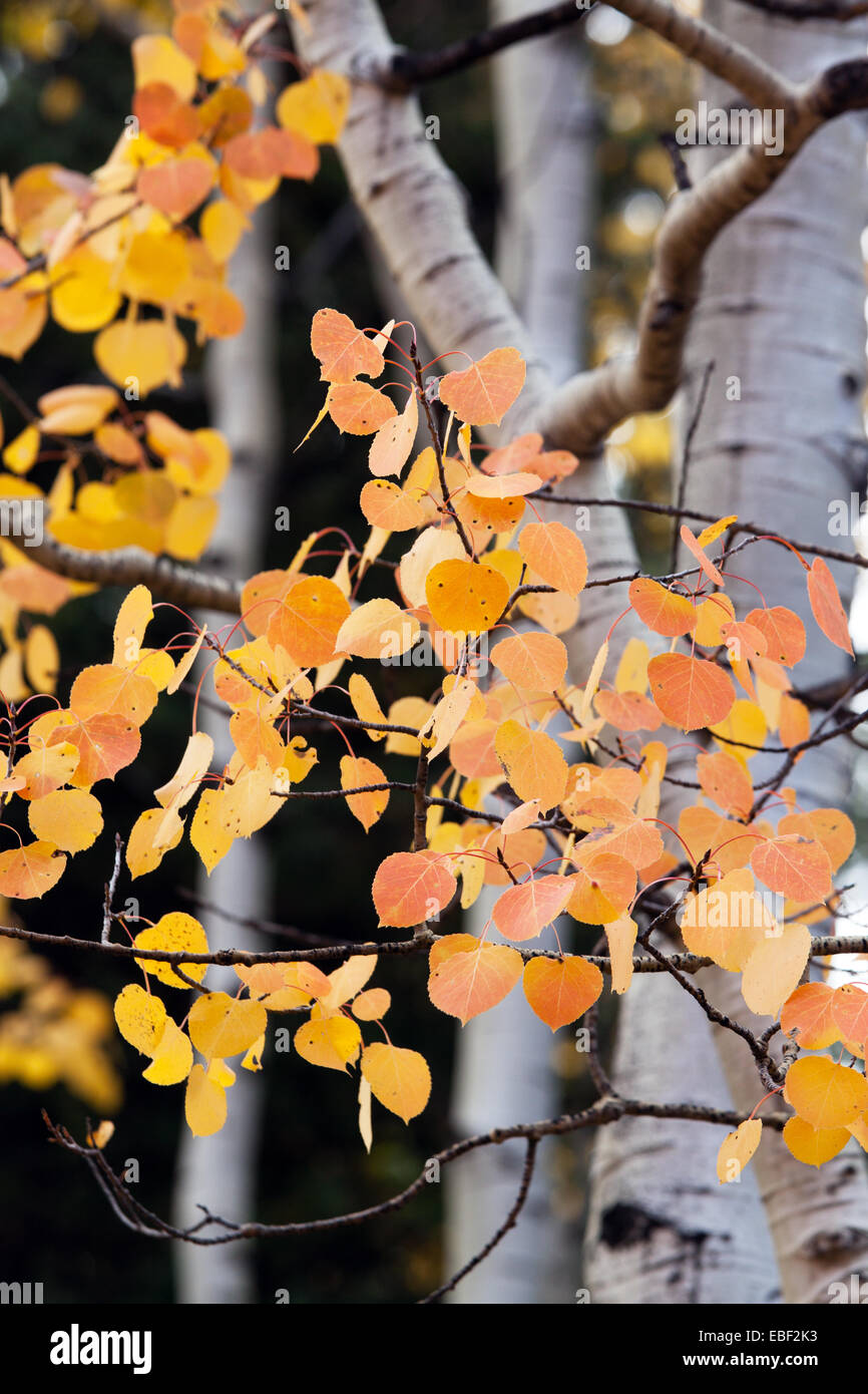 Gold leaves texture hi-res stock photography and images - Alamy