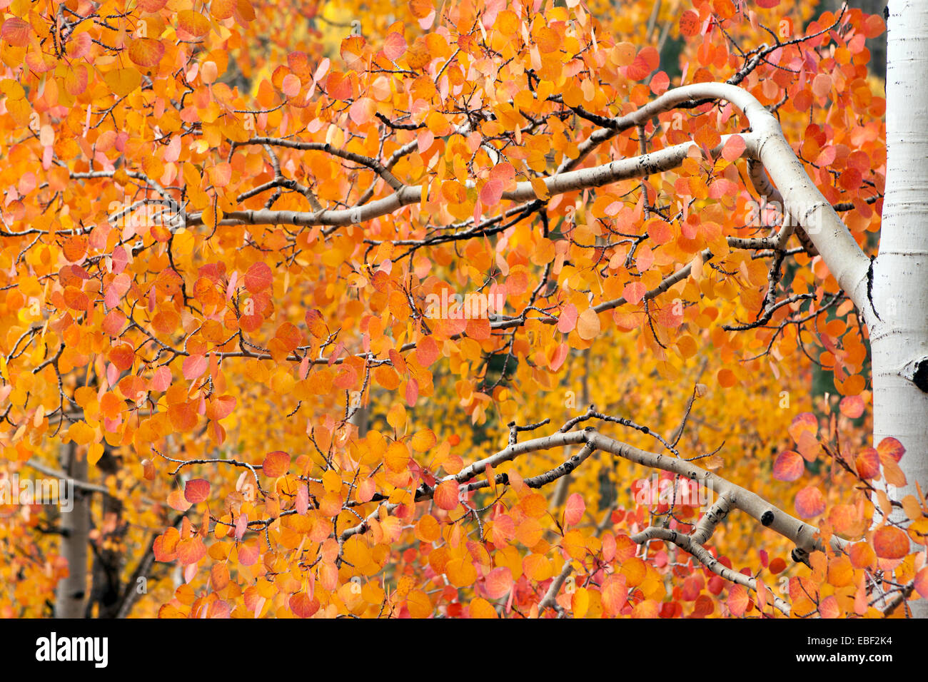 A profusion of red, orange and yellow aspen leaves in autumn glory ...