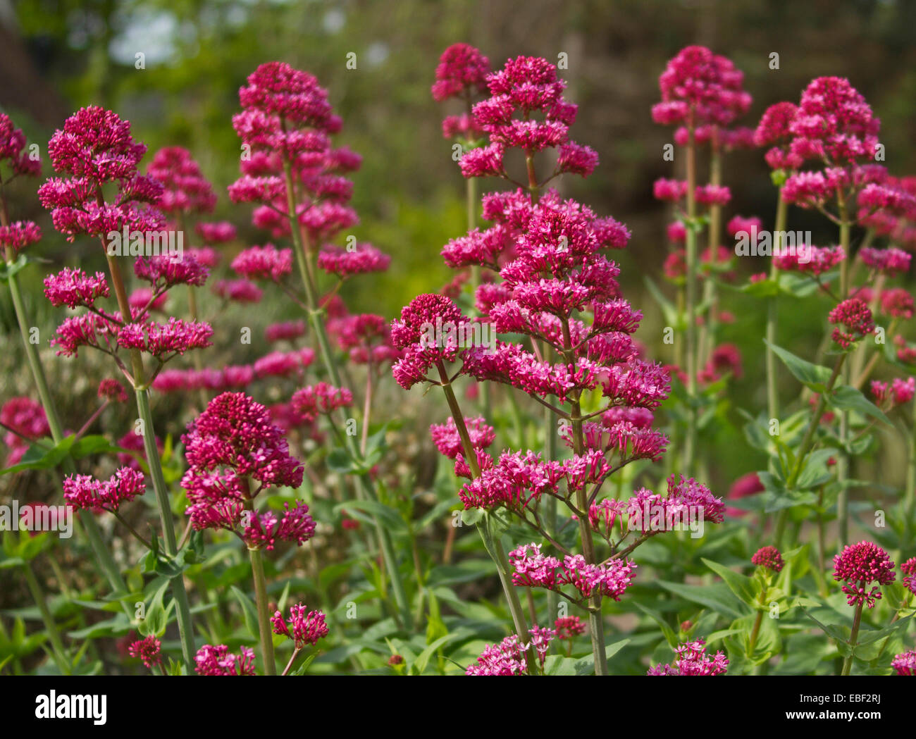 Group of bright red flowers and green foliage of Centranthus ruber ...