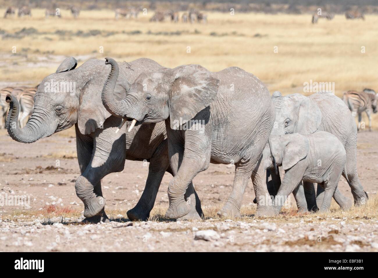 Four young calves hi-res stock photography and images - Alamy