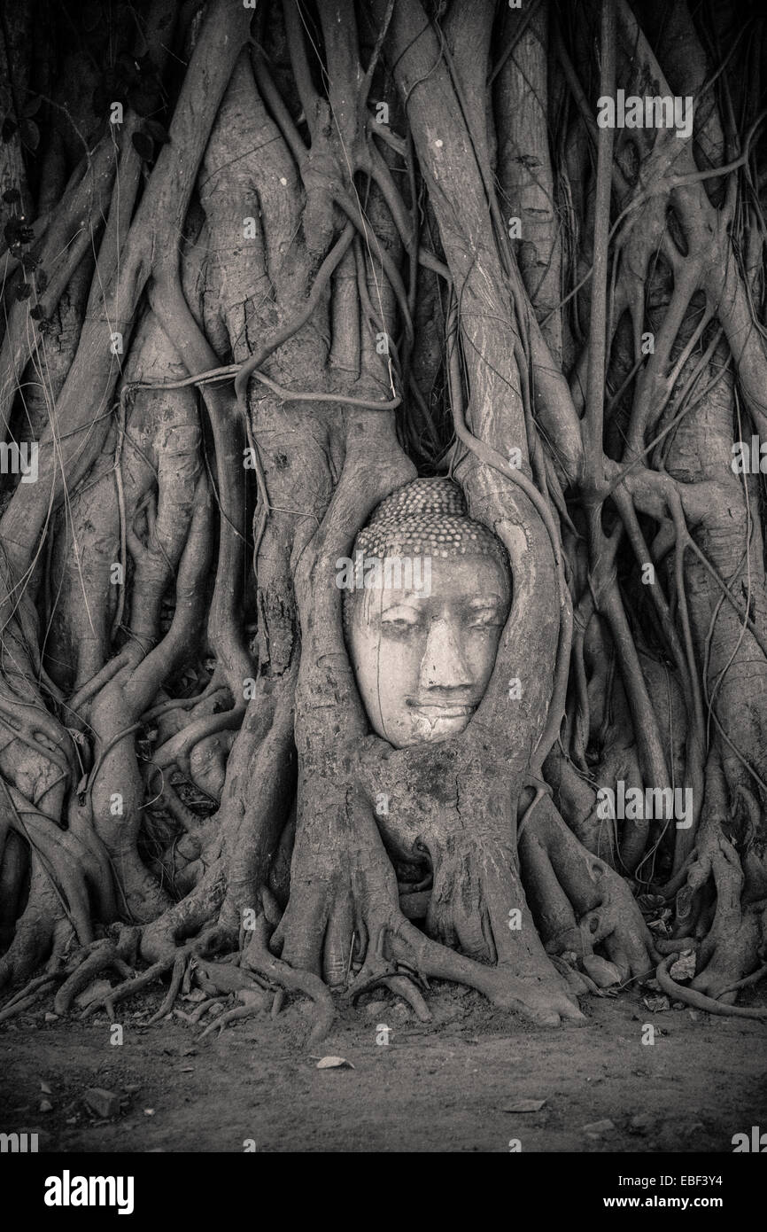 Sandstone buddha head statue in tree roots of banyan tree hi-res stock ...