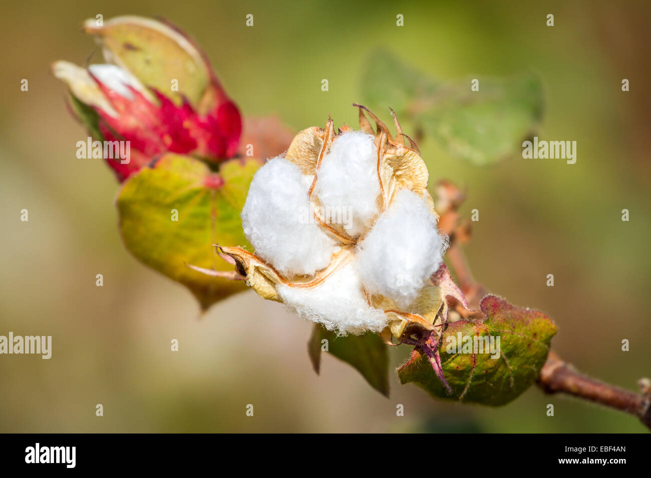 Cotton plant hi-res stock photography and images - Alamy