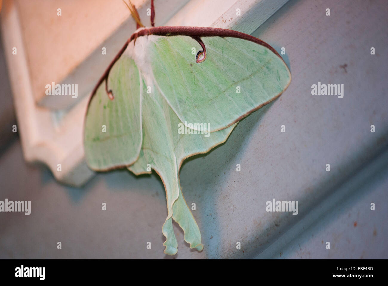 Moths to light hi-res stock photography and images - Alamy