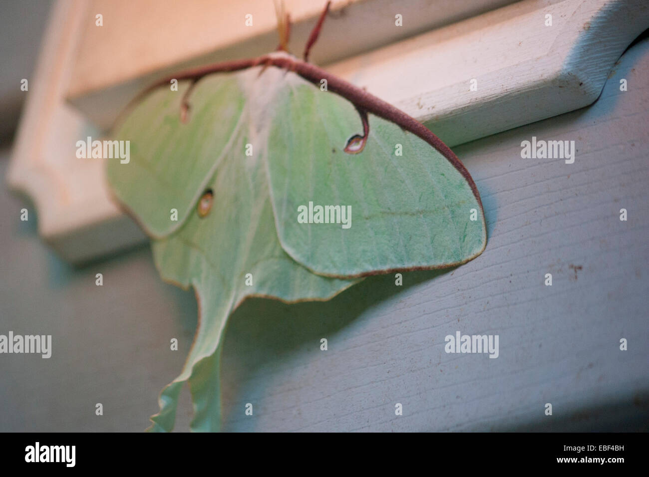 Moths in light hi-res stock photography and images - Alamy
