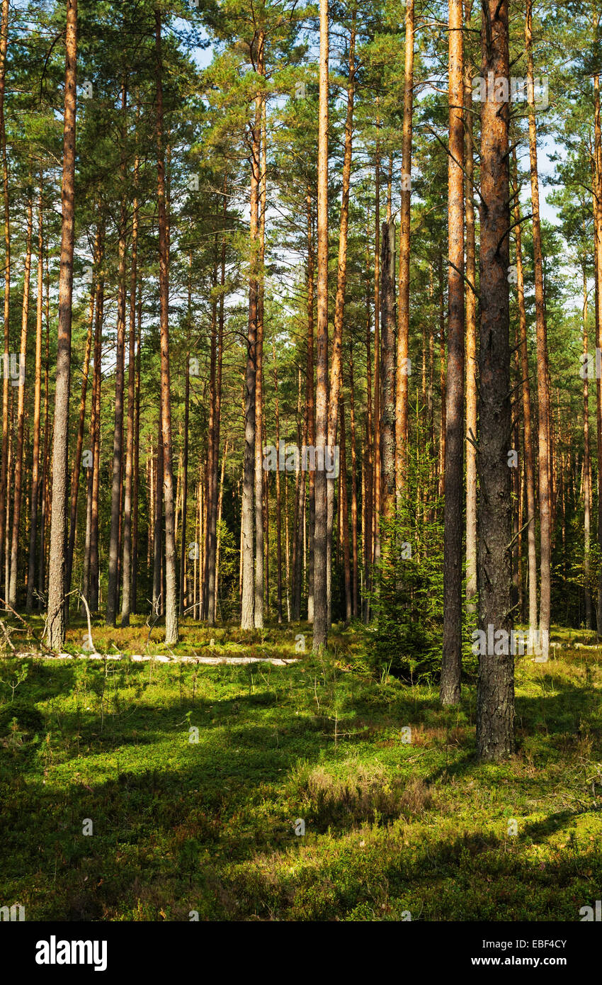 Pine forest landscape Stock Photo - Alamy