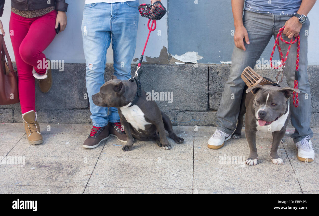 American Bully breed dog Stock Photo - Alamy
