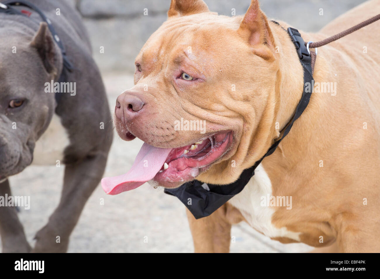 American Bully XL Stock Photo - Alamy