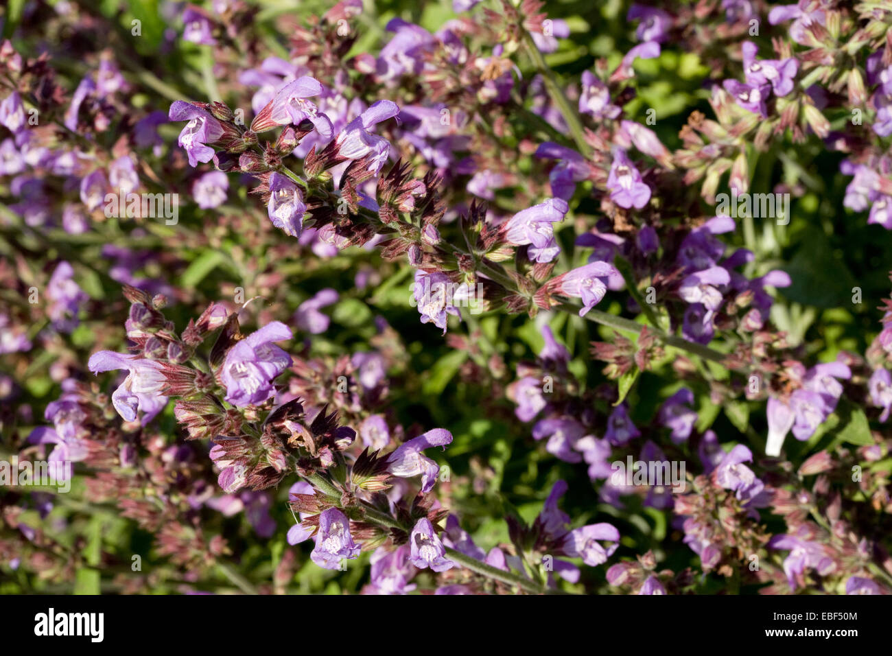Blue Sage Salvia officinalis Stock Photo - Alamy