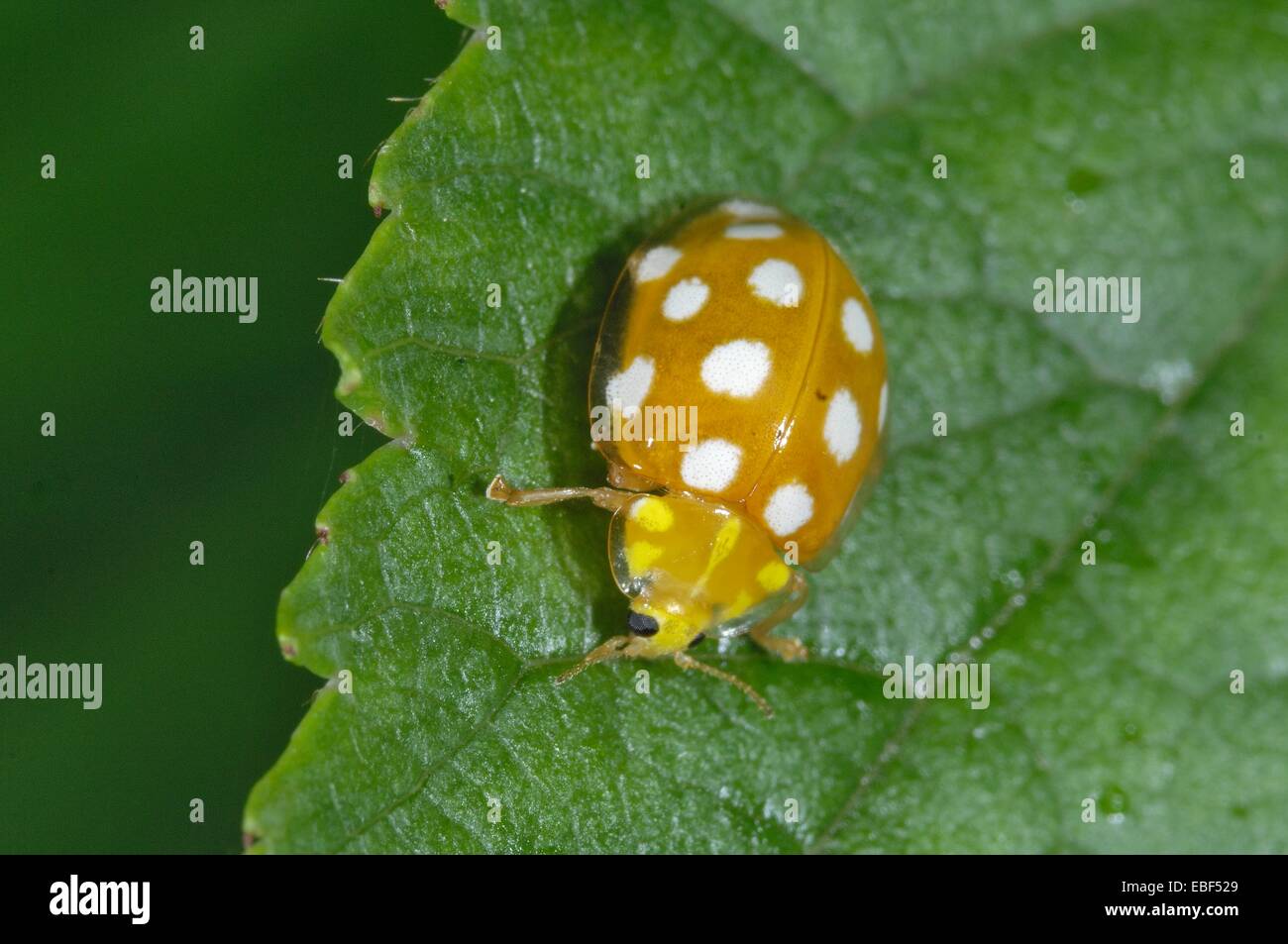 Cream-spotted Ladybird - Cream-spot Lady Beetle - Polkadot Ladybird ...