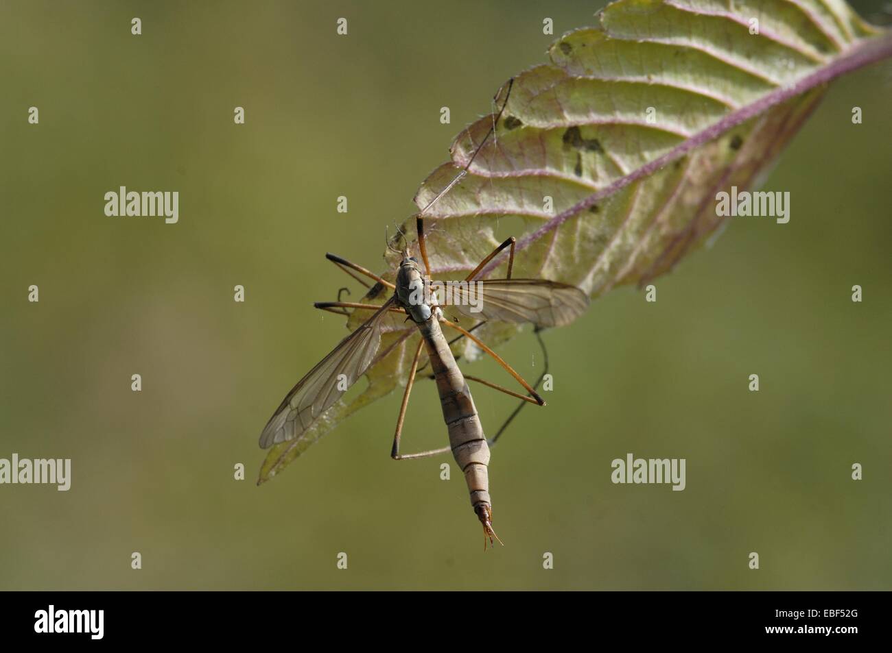 Marsh Crane-fly (Tipula paludosa) on leaf Stock Photo - Alamy