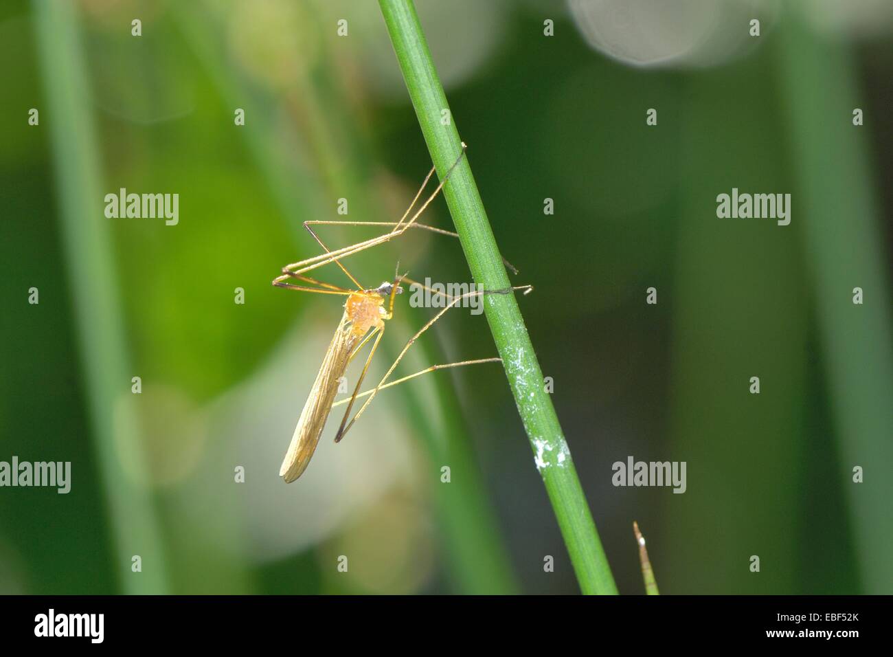 Crane-fly sp (Tipula sp) on grass Stock Photo - Alamy