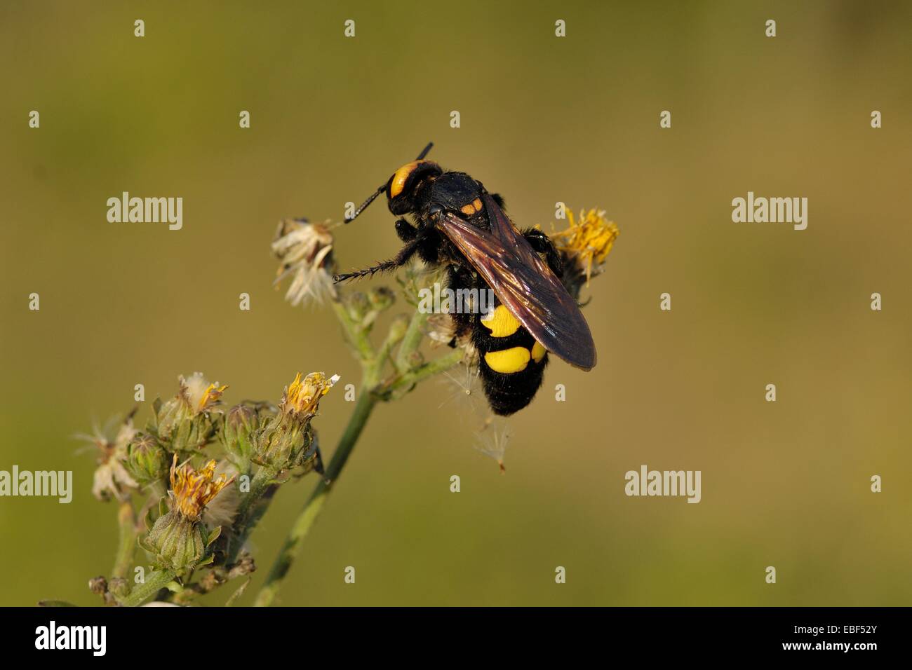 Large Yellow-banded Scolid Wasp (Triscolia maculata flavifrons ...