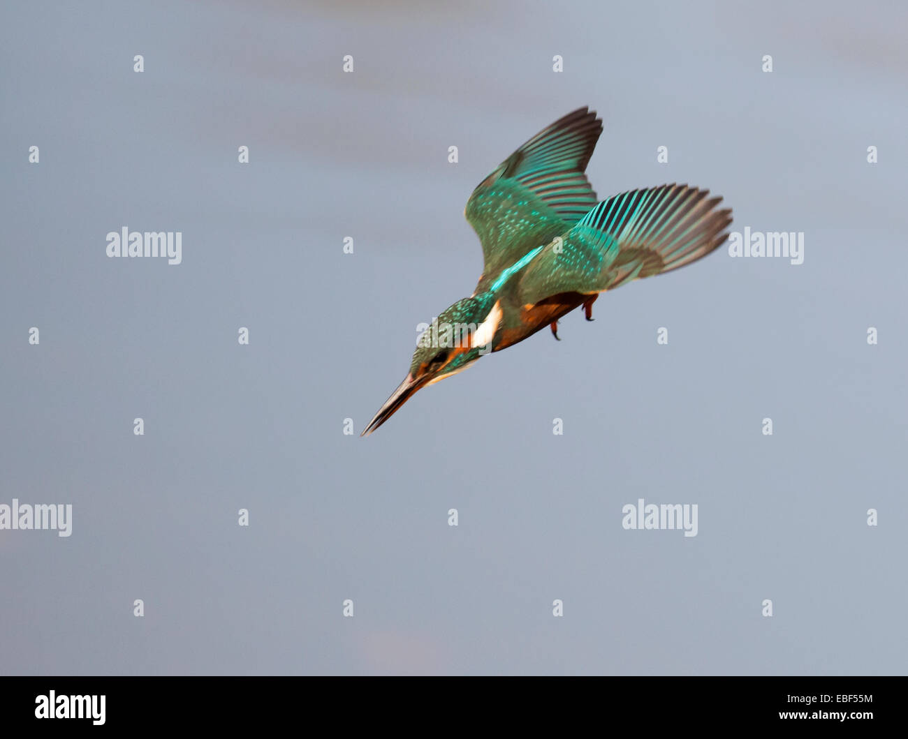 Female Common Kingfisher (Alcedo atthis) diving for fish Stock Photo ...