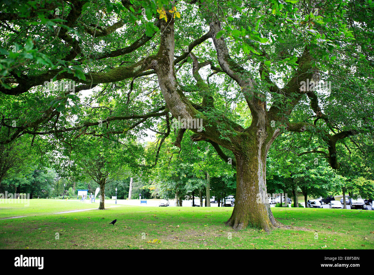 Huge spreading tree in Muckross gardens Stock Photo - Alamy