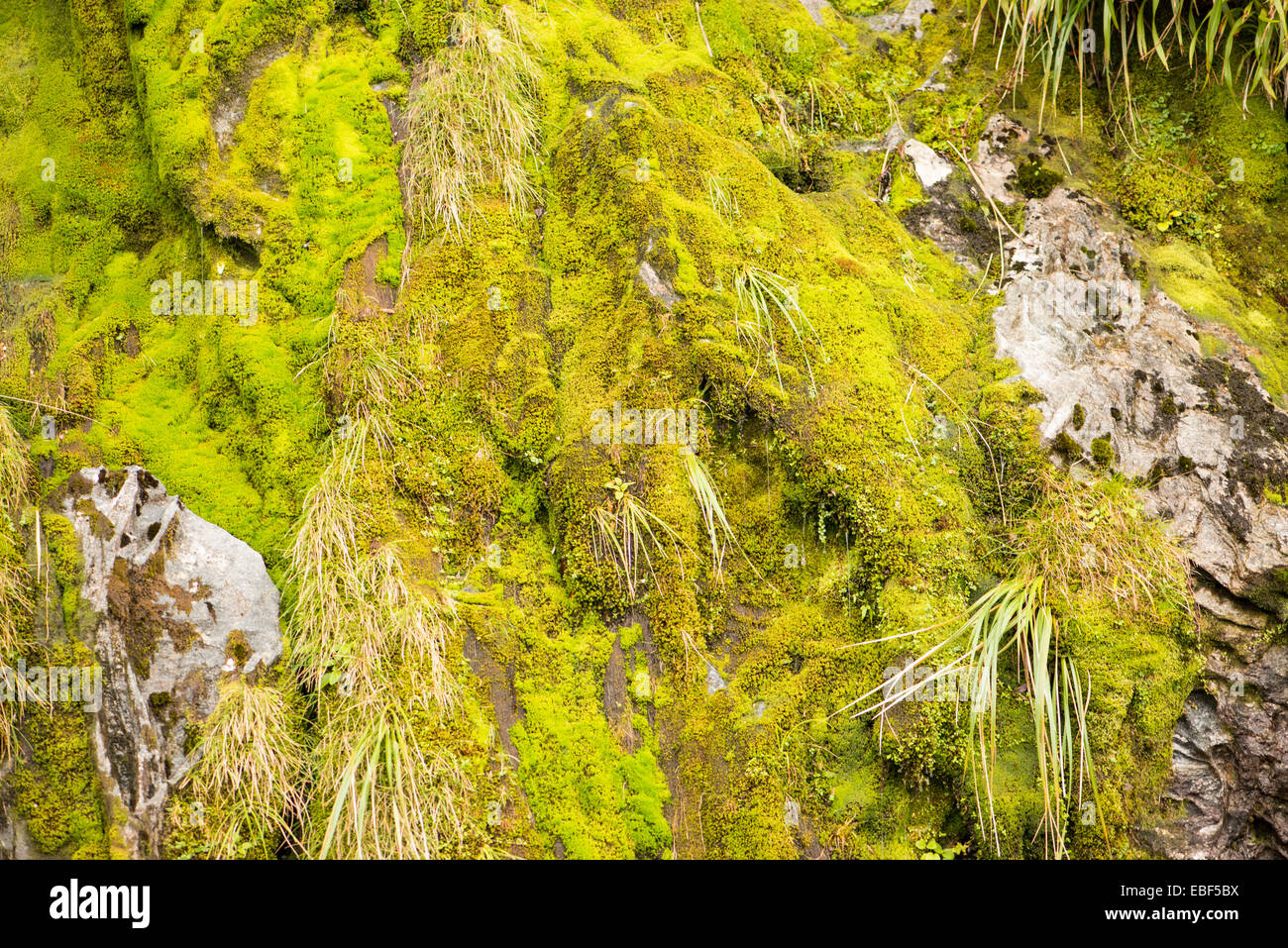 Firodland greenery, south island, New Zealand Stock Photo - Alamy