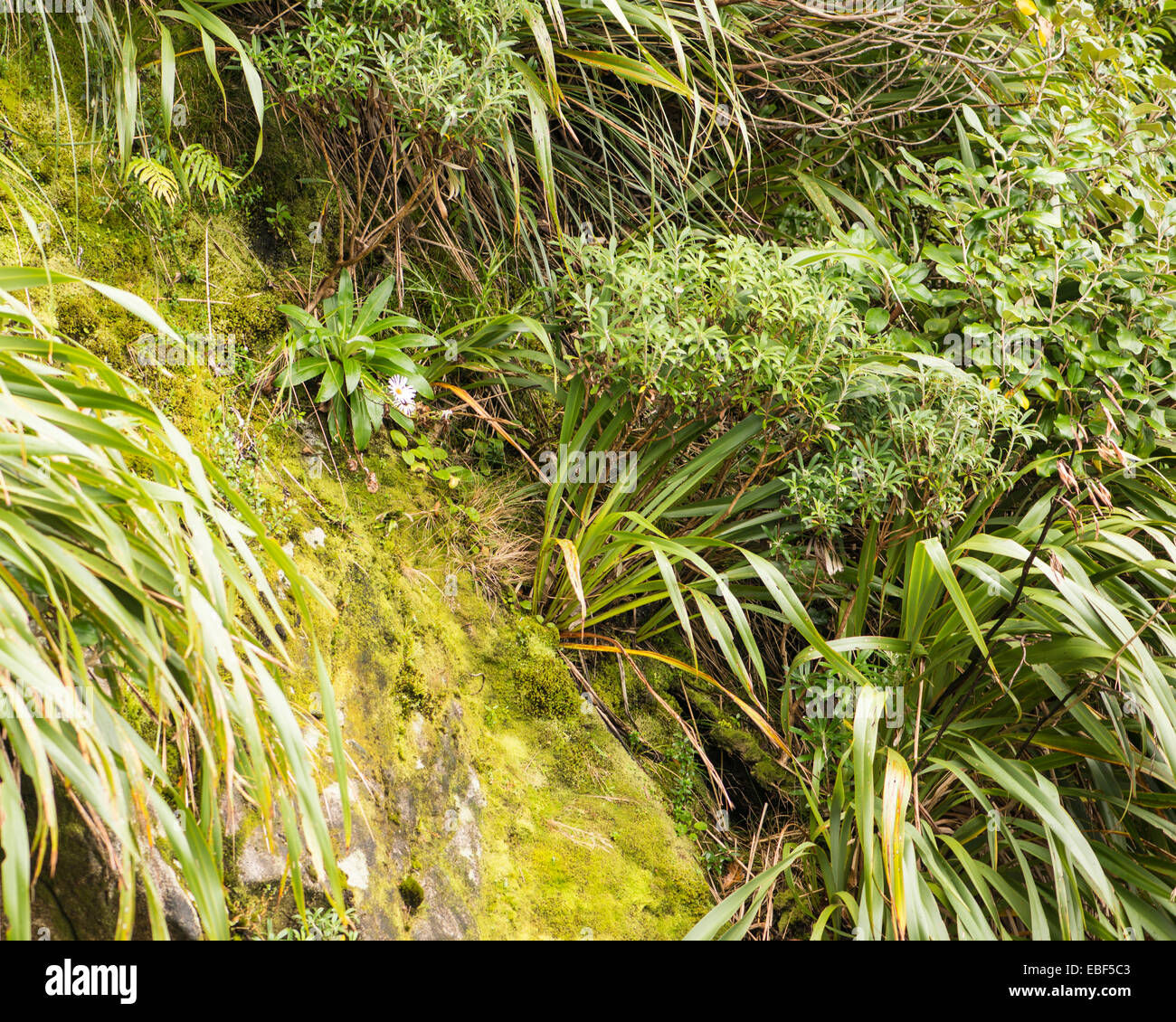 Firodland greenery, south island, New Zealand Stock Photo - Alamy
