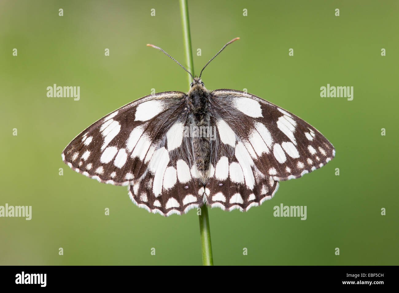 White marbled wood hi-res stock photography and images - Alamy
