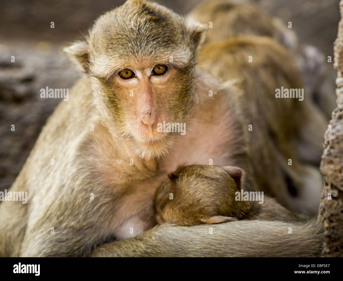 Lopburi, Lopburi, Thailand. 30th Nov, 2014. A female Long Tailed ...