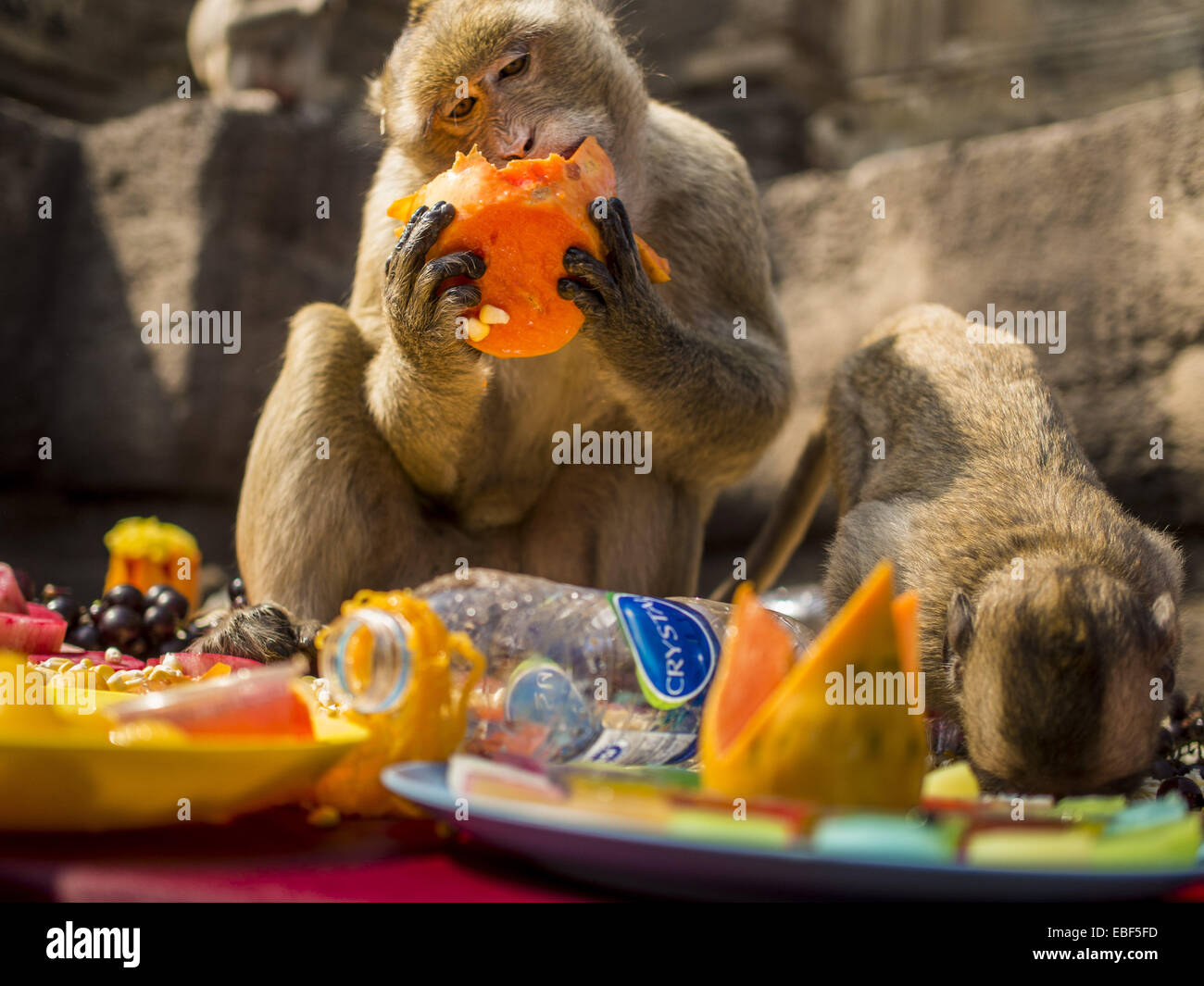 Lopburi, Lopburi, Thailand. 30th Nov, 2014. Long tailed macaque monkeys ...