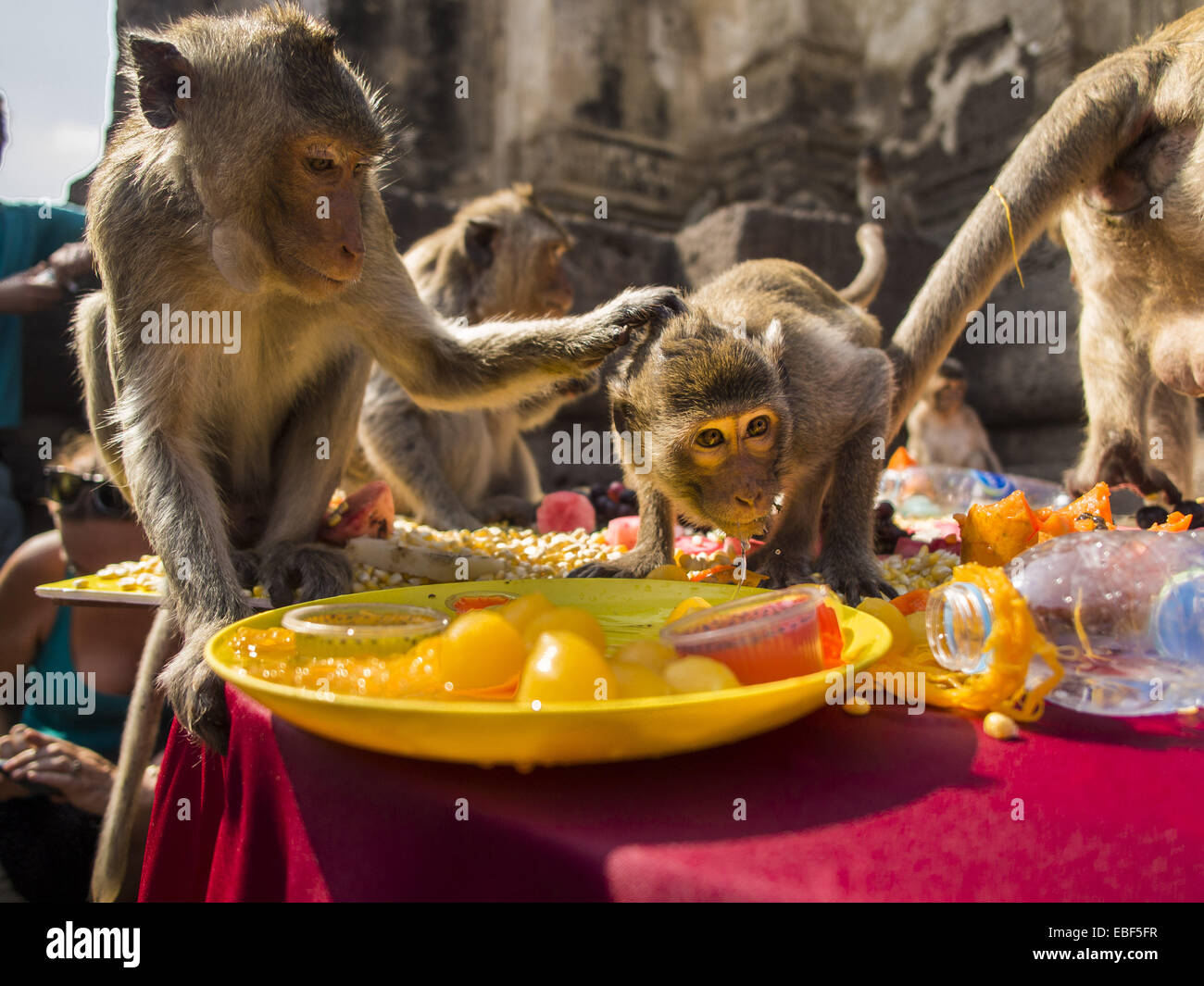 Lopburi, Lopburi, Thailand. 30th Nov, 2014. Long tailed macaque monkeys ...