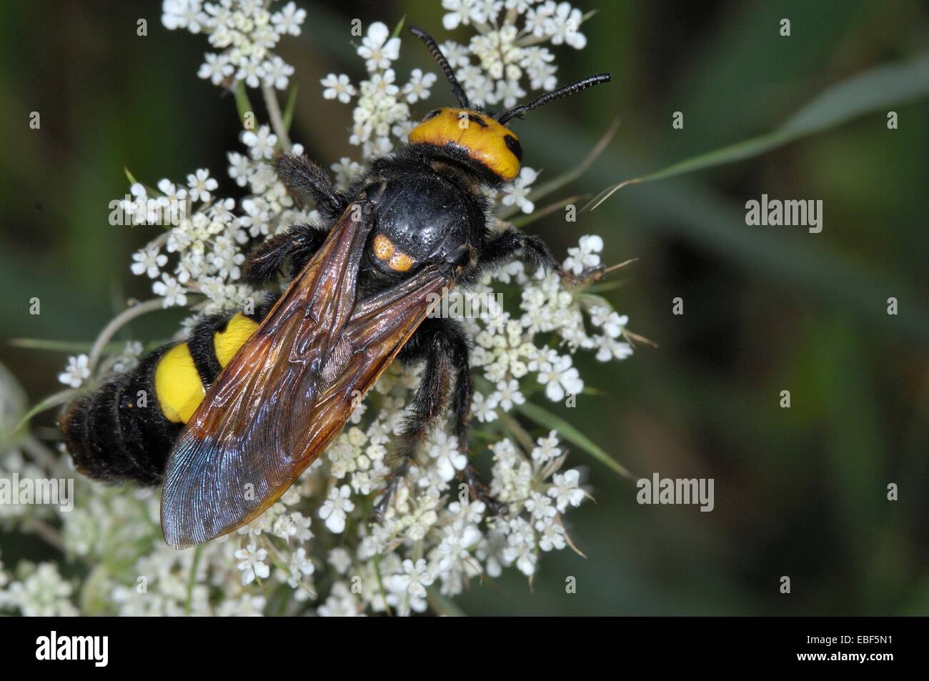 Large Yellow-banded Scolid Wasp (Triscolia maculata flavifrons ...