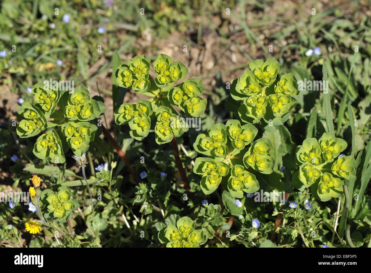 Sun Spurge - Umbrella Milkweed (Euphorbia helioscopia) flowering at ...