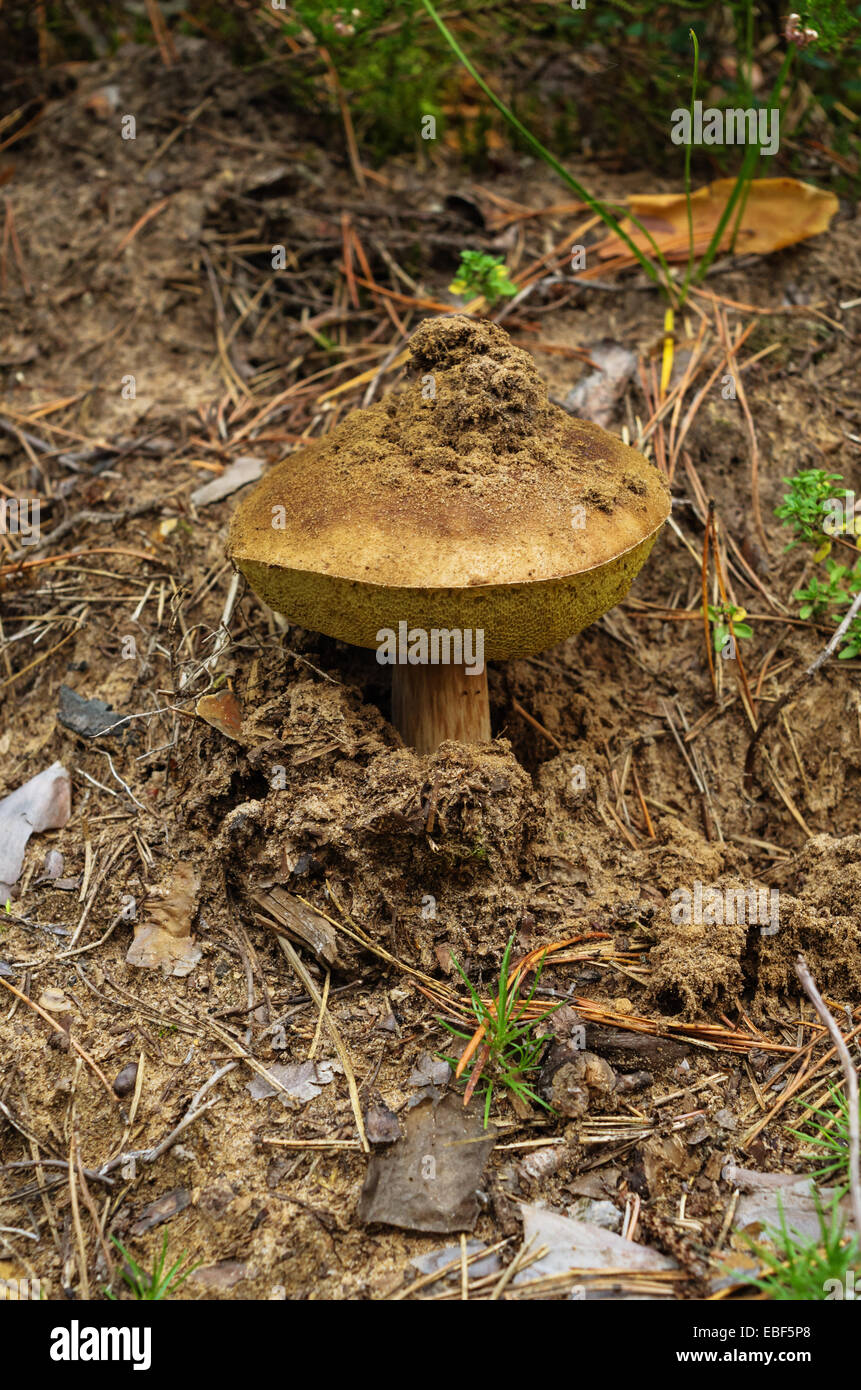 Mushrooms in the autumn wood. The mushroom growing through sand Stock ...