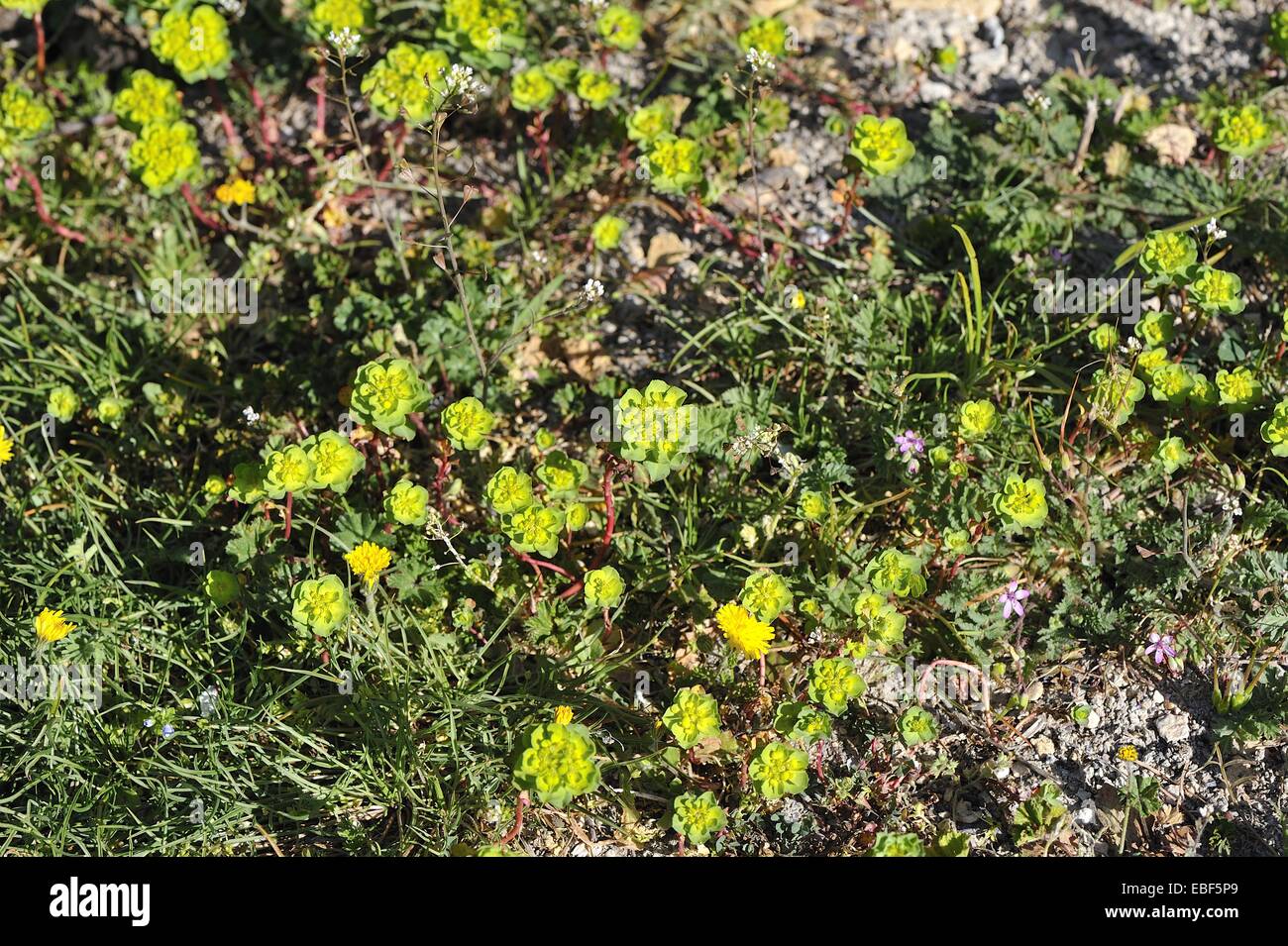 Sun Spurge - Umbrella Milkweed (Euphorbia helioscopia) flowering at ...