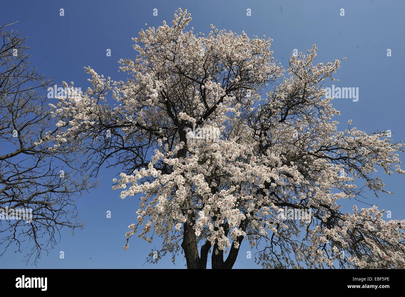 Sweet Almond Tree (Amygdalis communis - Prunus communis - Prunus dulcis ...