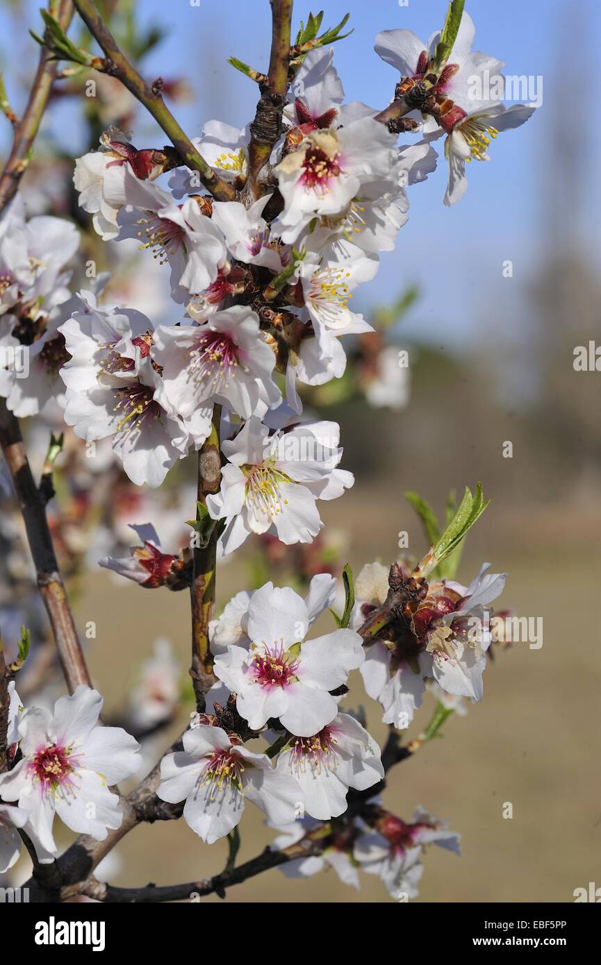 Almond tree france hi-res stock photography and images - Alamy