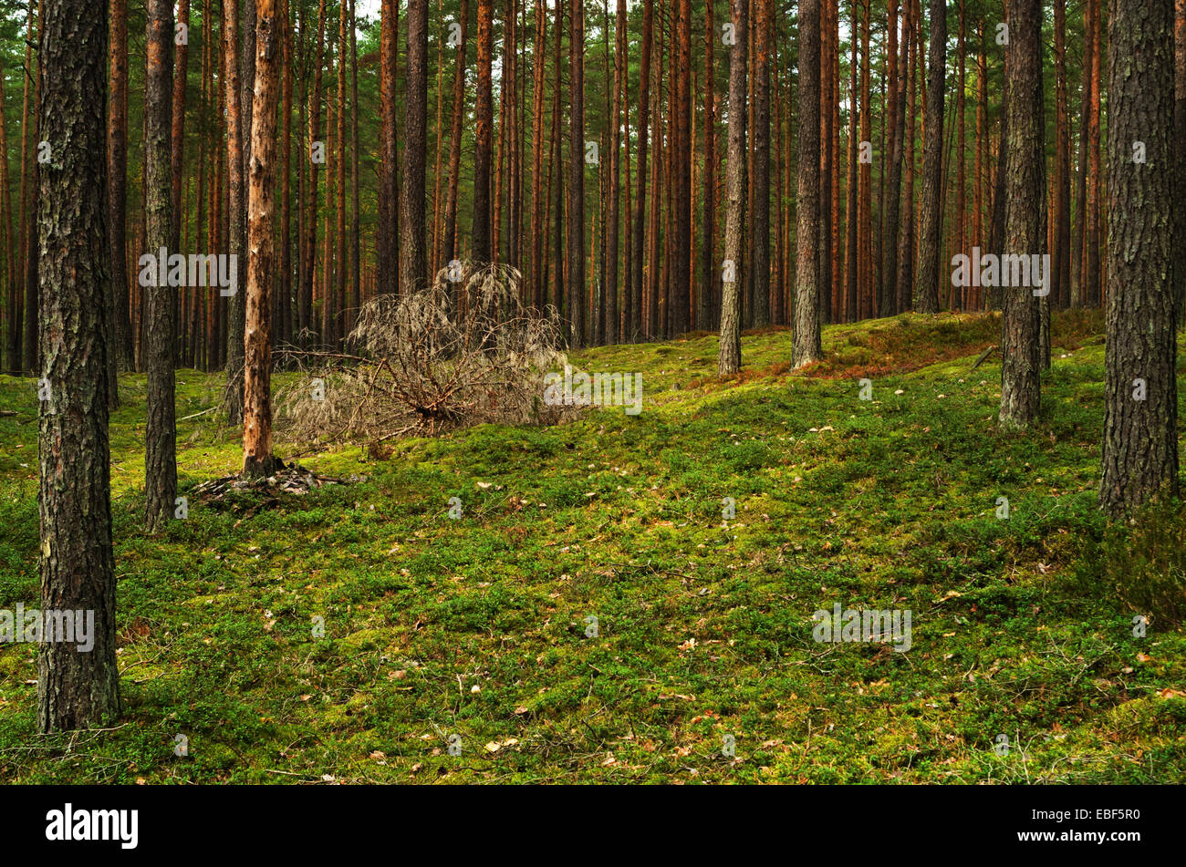 Pine forest landscape Stock Photo - Alamy