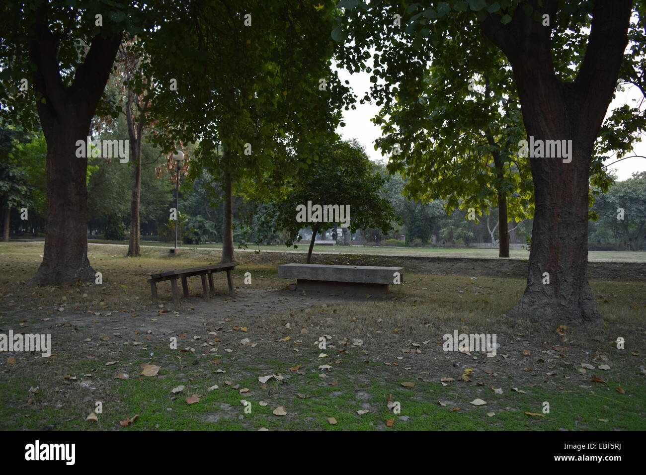 Two benches between two trees Stock Photo - Alamy