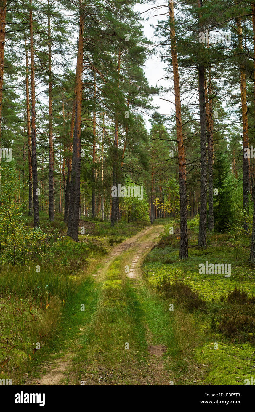 Pine forest landscape Stock Photo - Alamy