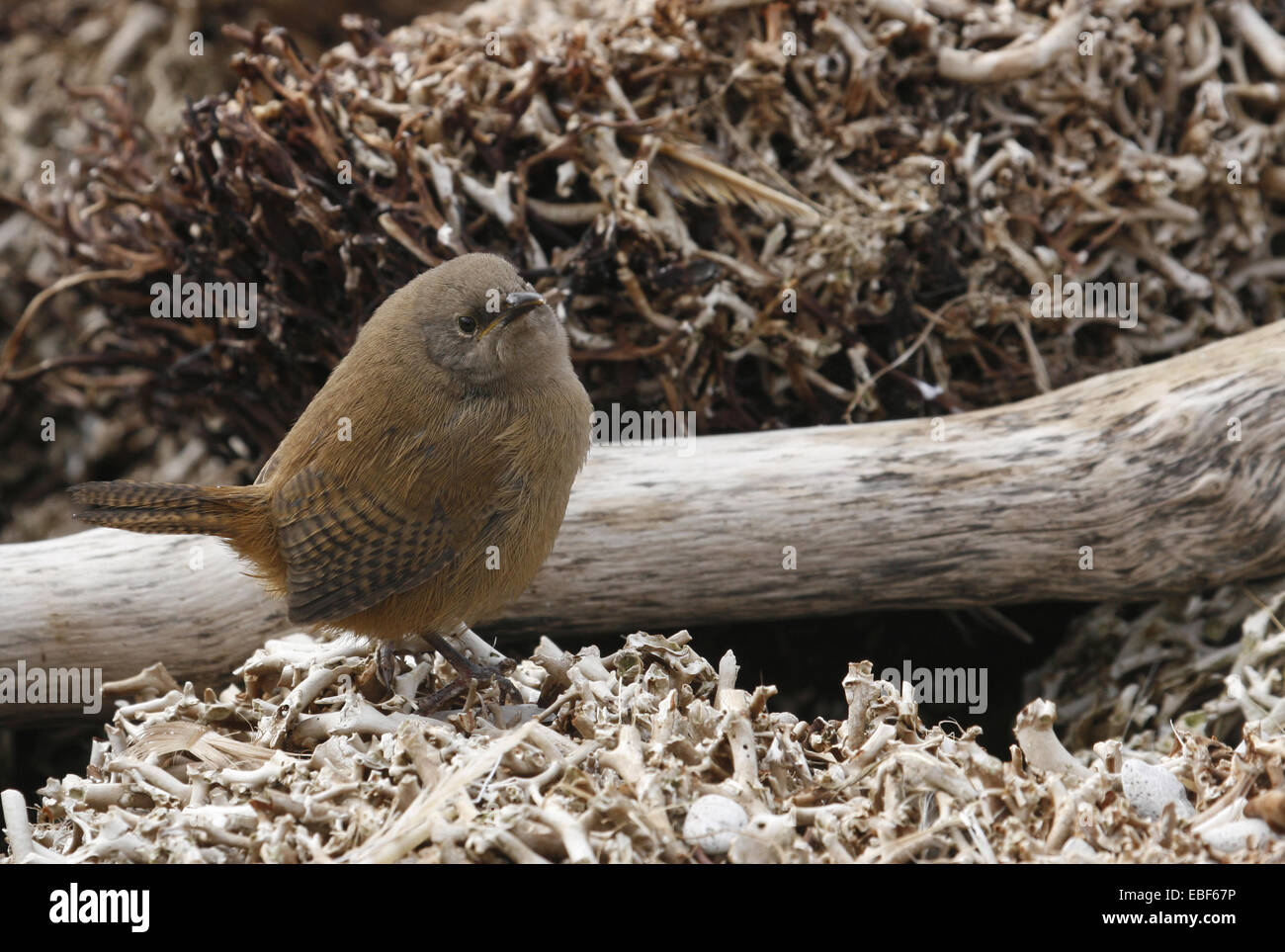 Cobb's Wren Carcass Falkland Islands Stock Photo - Alamy