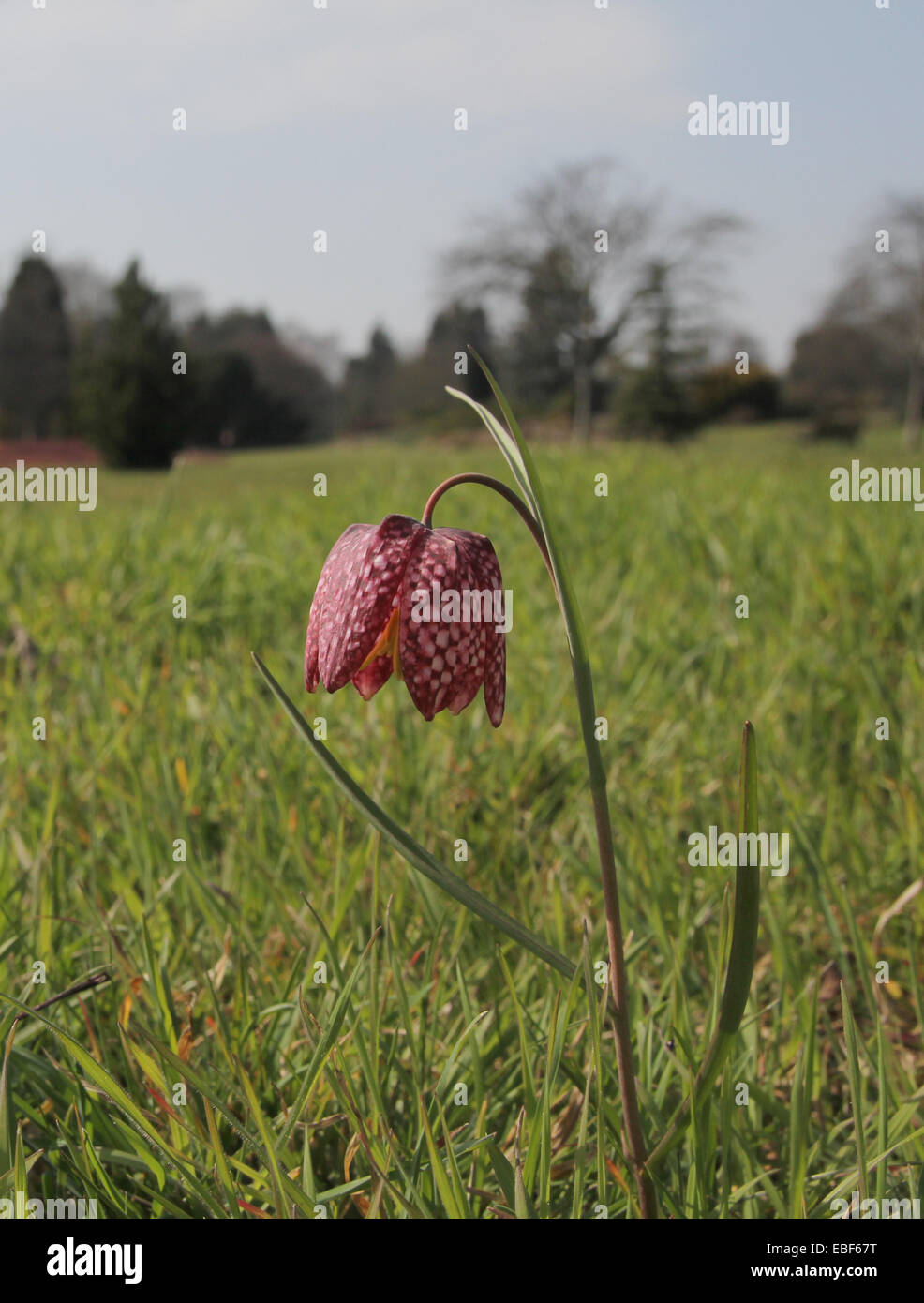 Red fritillaria hi-res stock photography and images - Alamy