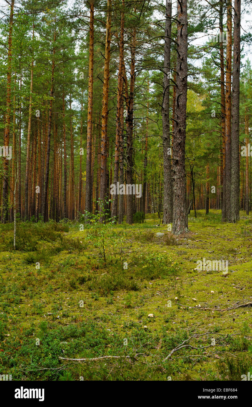 Pine forest landscape Stock Photo - Alamy