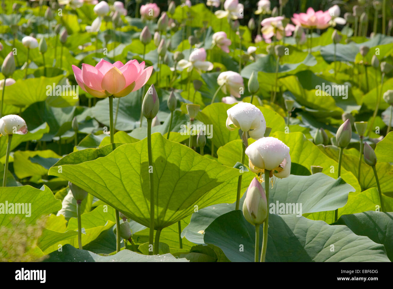 Sacred lotus / Nelumbo nucifera Stock Photo - Alamy