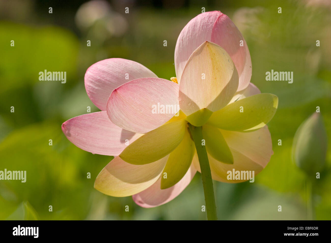Sacred lotus / Nelumbo nucifera Stock Photo - Alamy