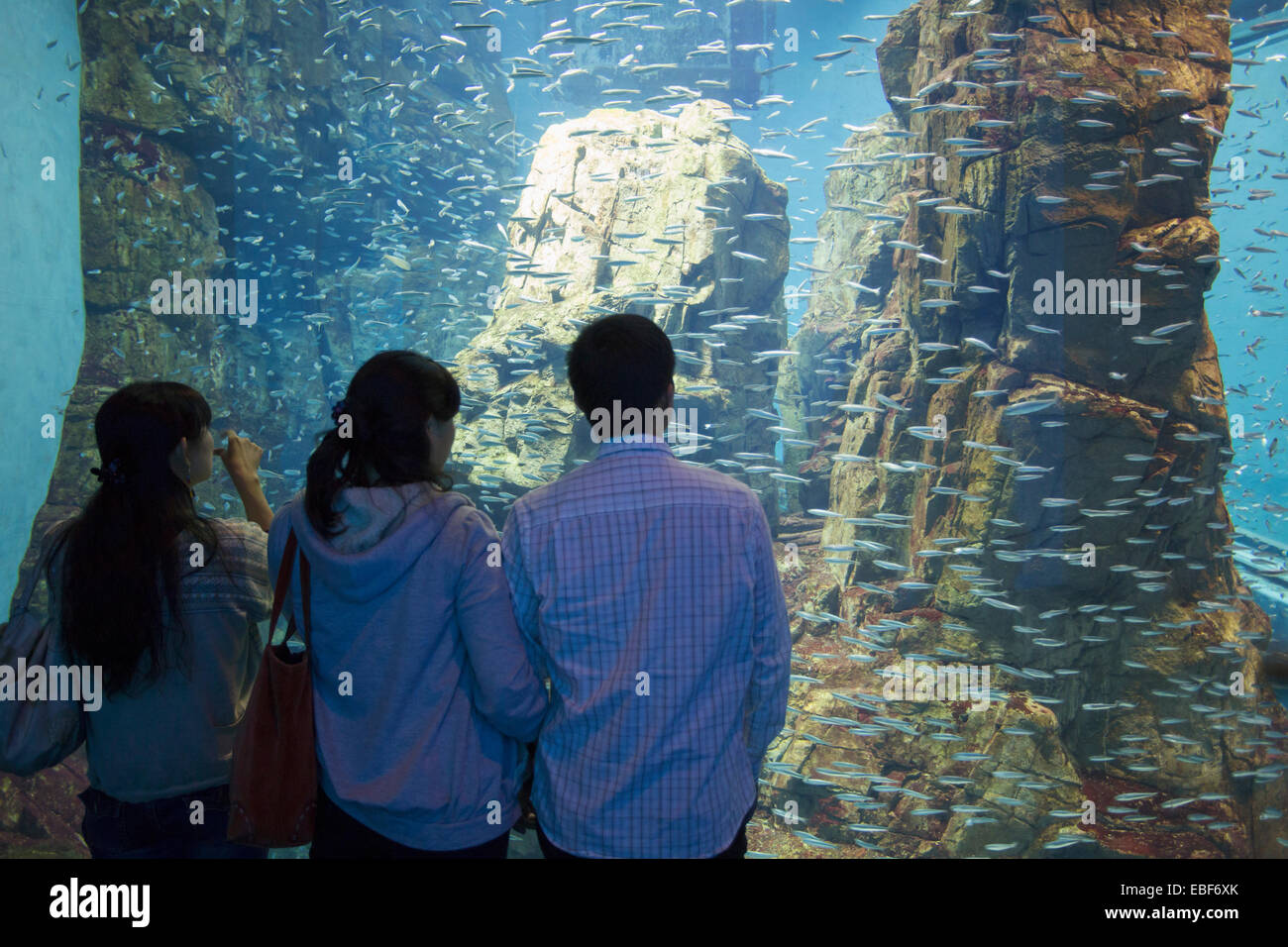 People watching fish at Osaka Aquarium, Tempozan, Osaka, Kansai, Japan ...