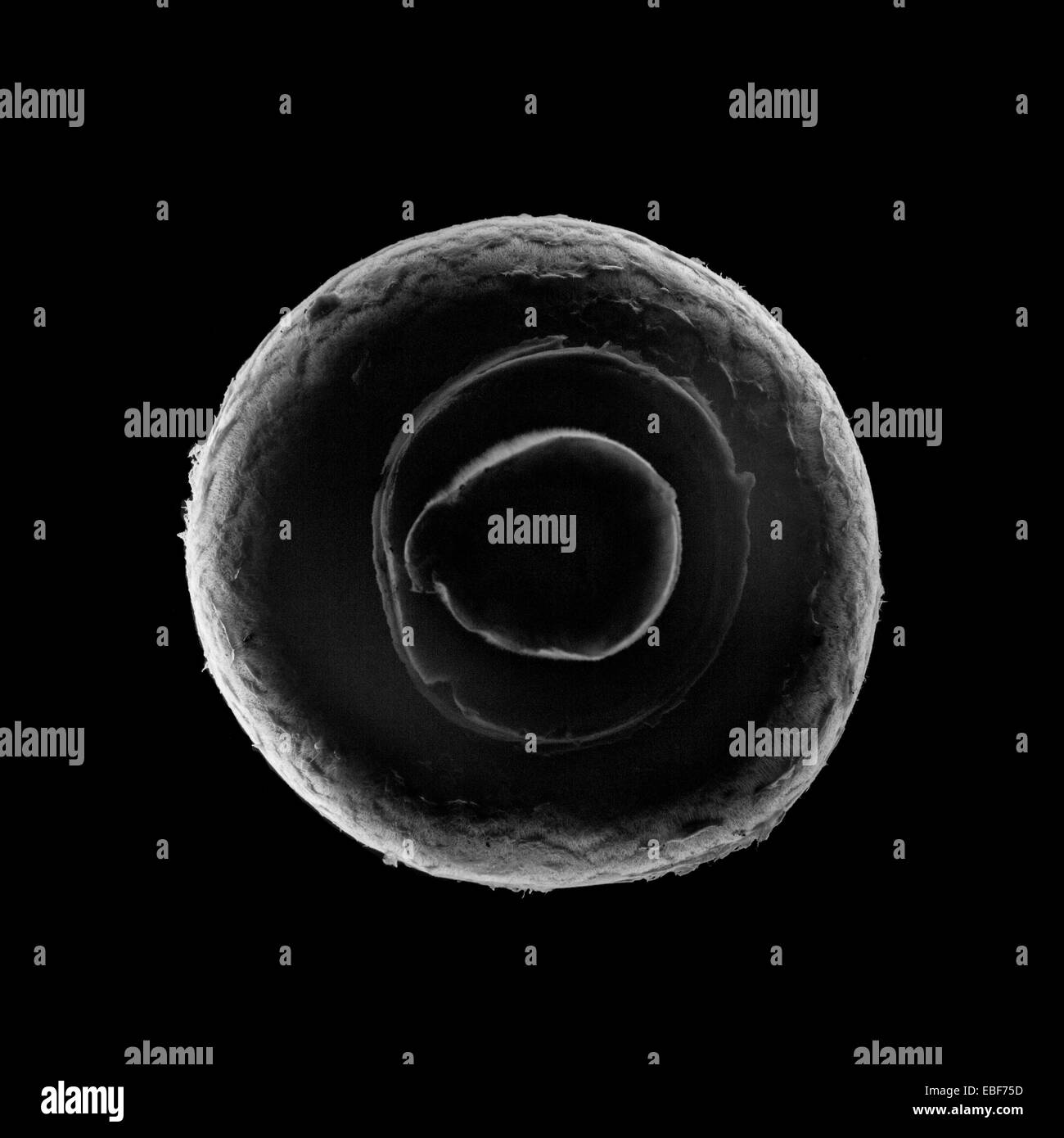 Mushroom back lit to expose detail in sides Stock Photo - Alamy