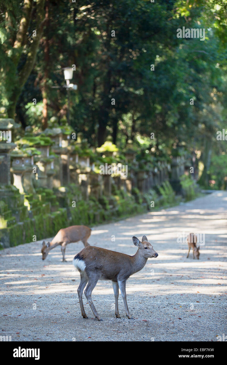Deer at Kasuga Taisha Shrine (UNESCO World Heritage Site) at dusk, Nara ...