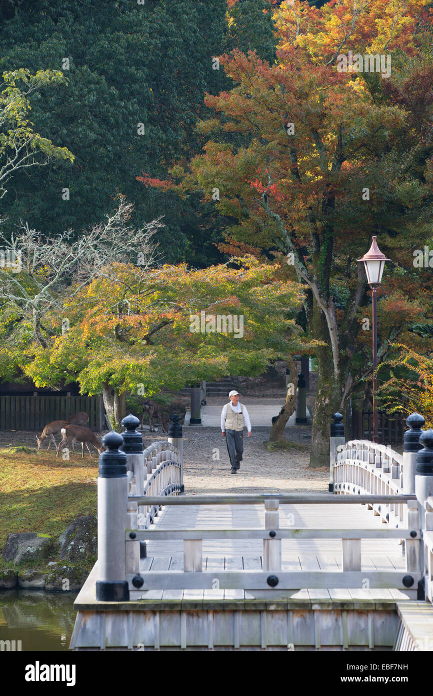 Man crossing bridge at Sagi-ike pond in Nara Park, Nara, Kansai, Japan ...
