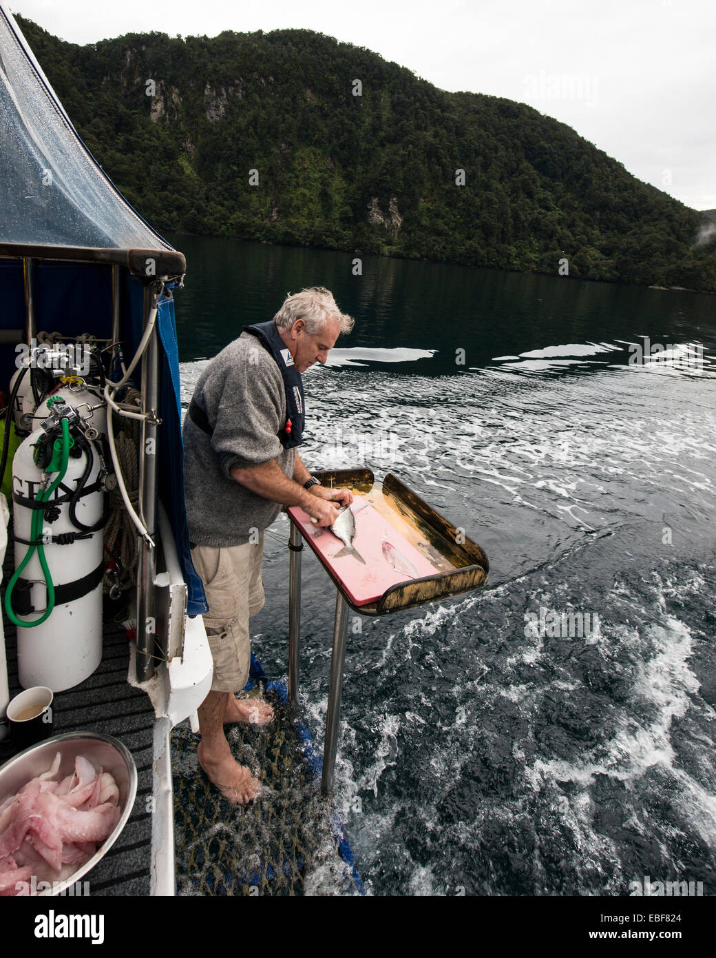 Man cleaning fish on the back of a boat, fiordland, NZ Stock Photo - Alamy