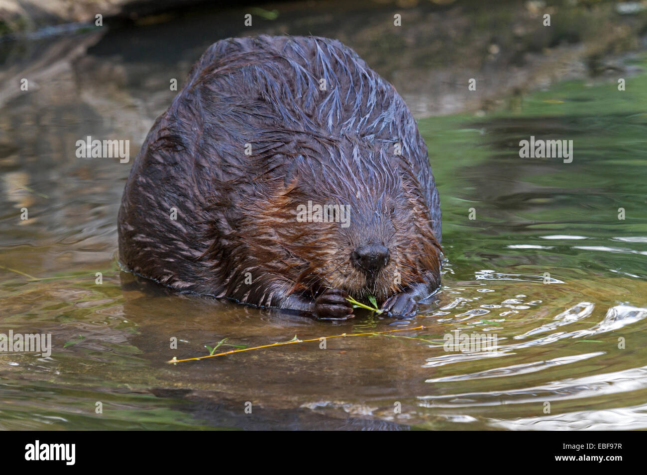European beaver, Bavaria, Germany, Europe / Castor fiber Stock Photo ...