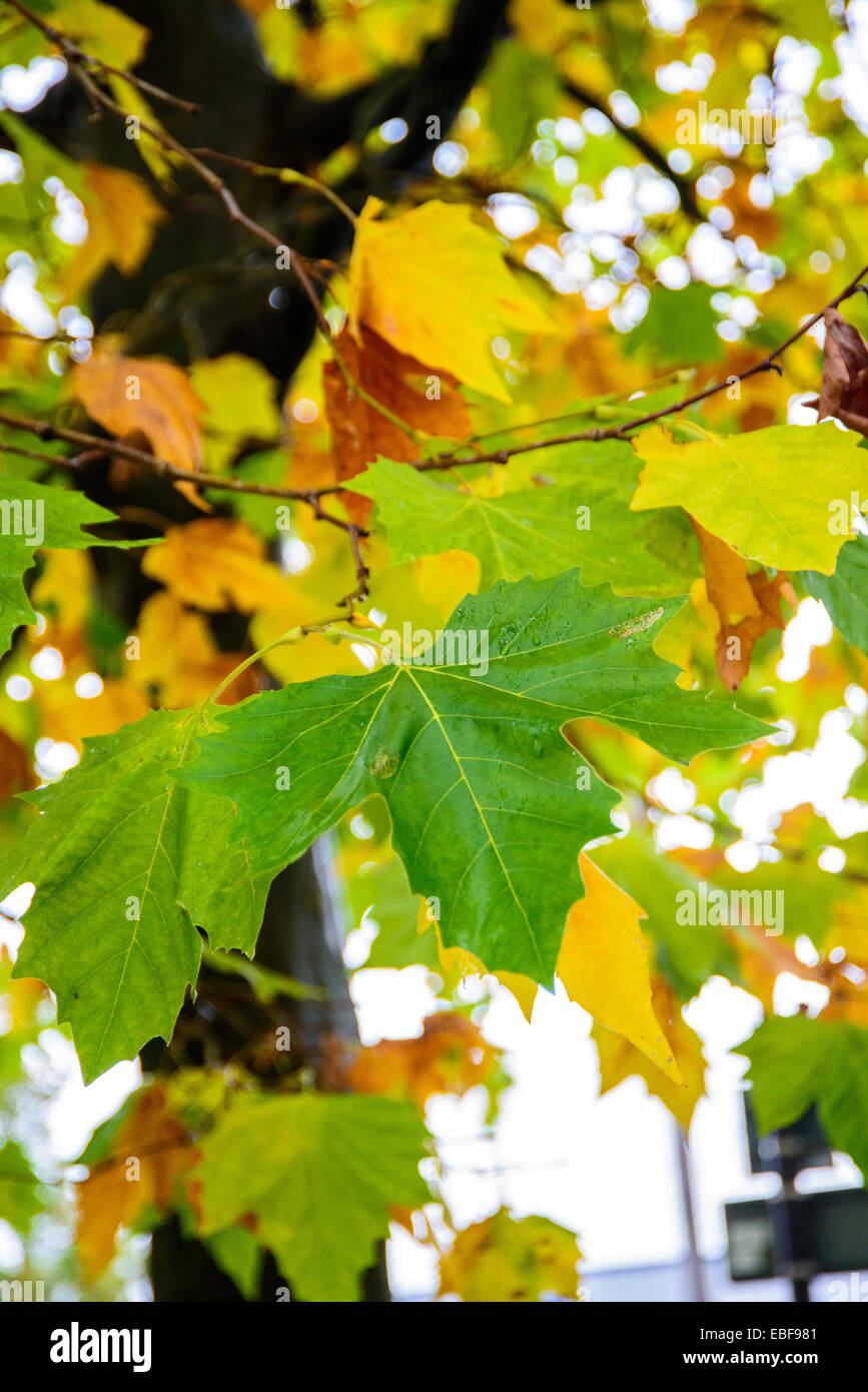 Autumn Sycamore leaves Stock Photo - Alamy