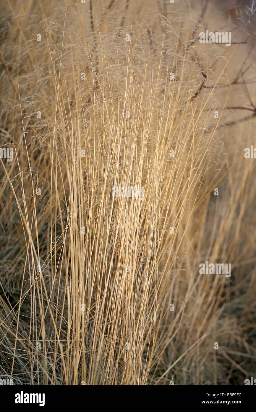 Savannah grass field hi-res stock photography and images - Alamy